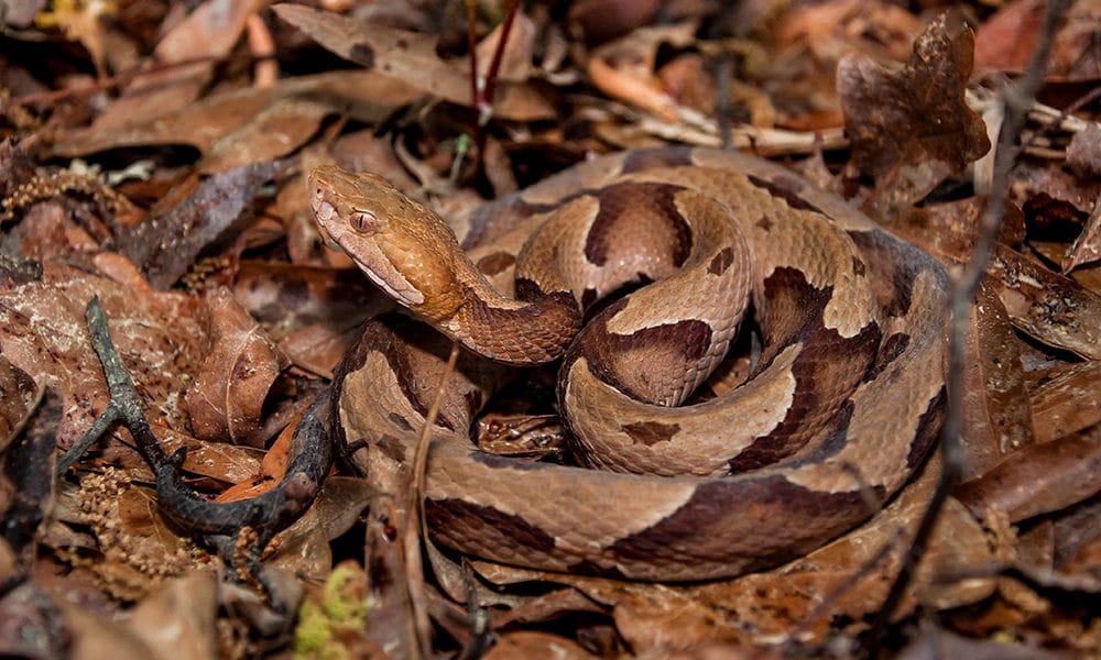 Copperhead Snake Belly Markings