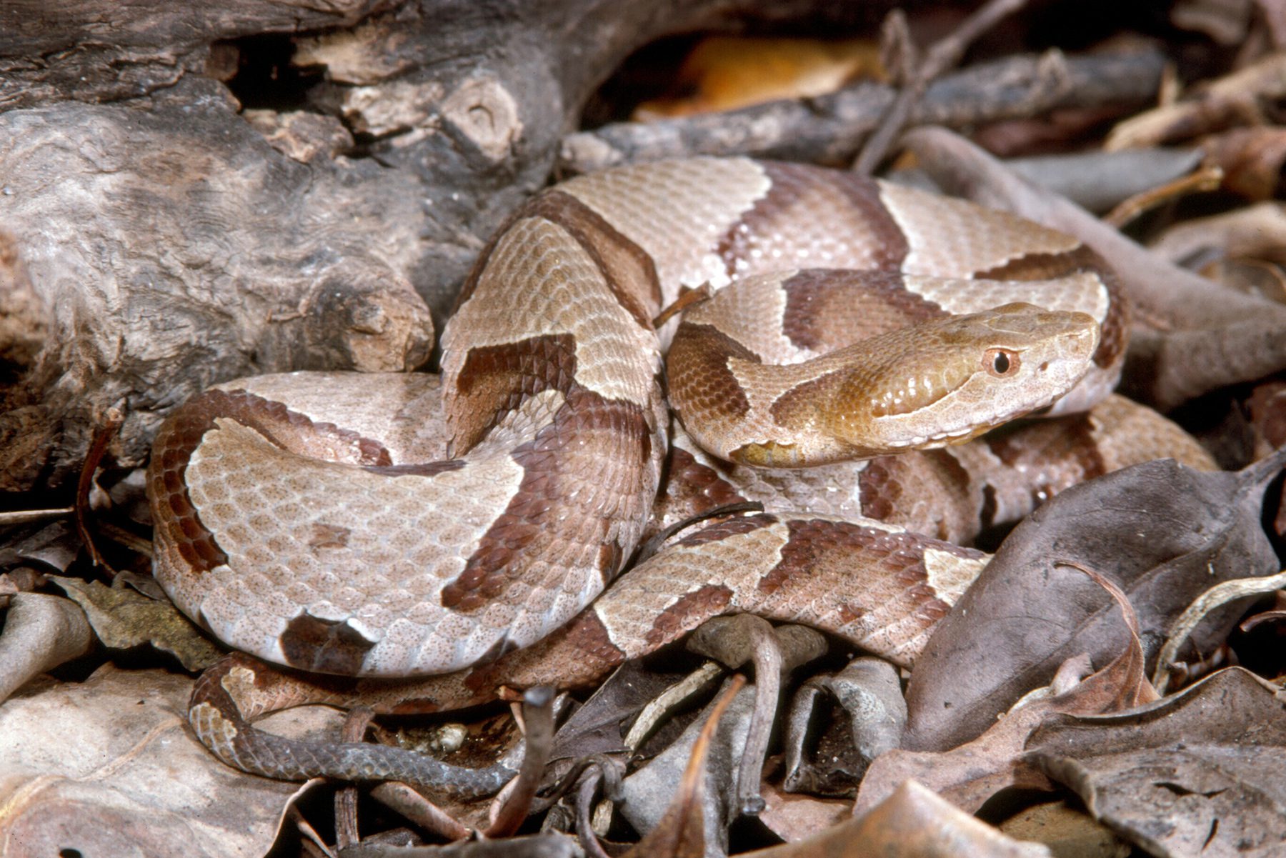 Western Pa Copperhead